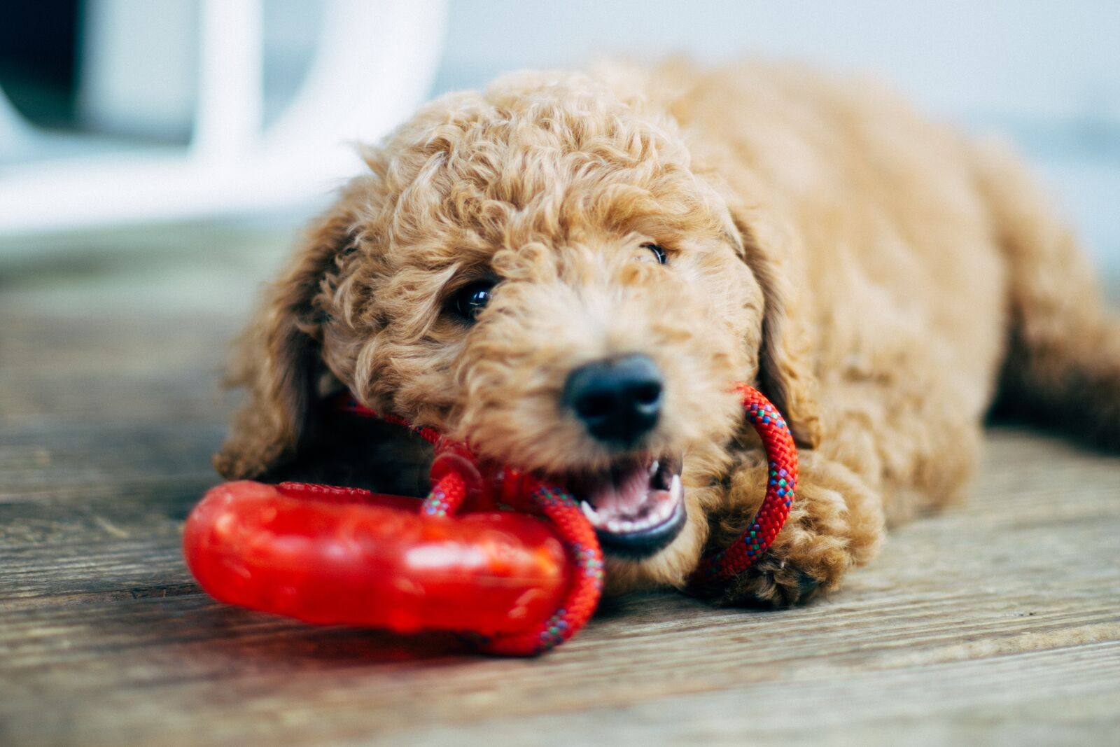 New China Standard for Pet Products (GB/T 43839) | SGS China
